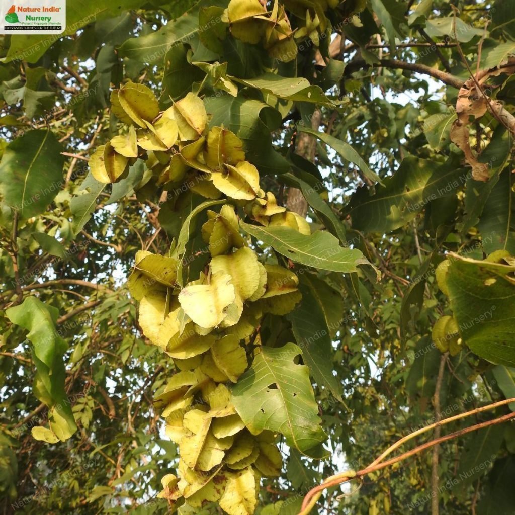 Buy Terminalia elliptica Plant in Bulk Online - Nature India Nursery