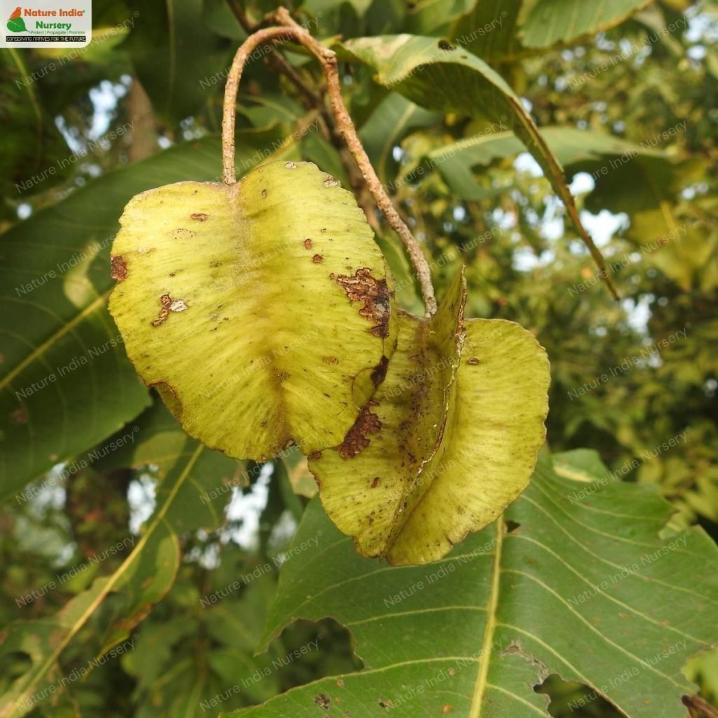 Buy Terminalia elliptica Plant in Bulk Online - Nature India Nursery