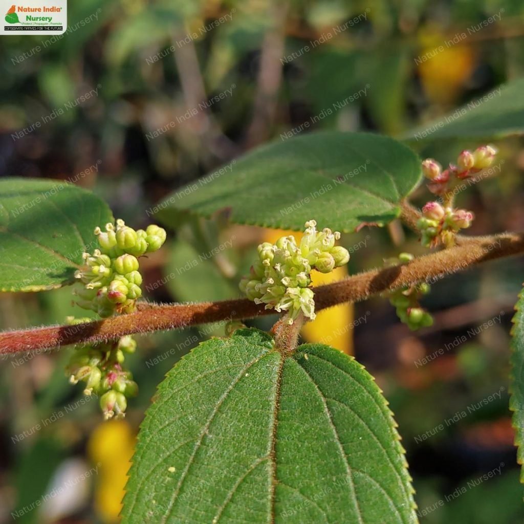 Buy Trema orientale Plant in Bulk Online - Nature India Nursery