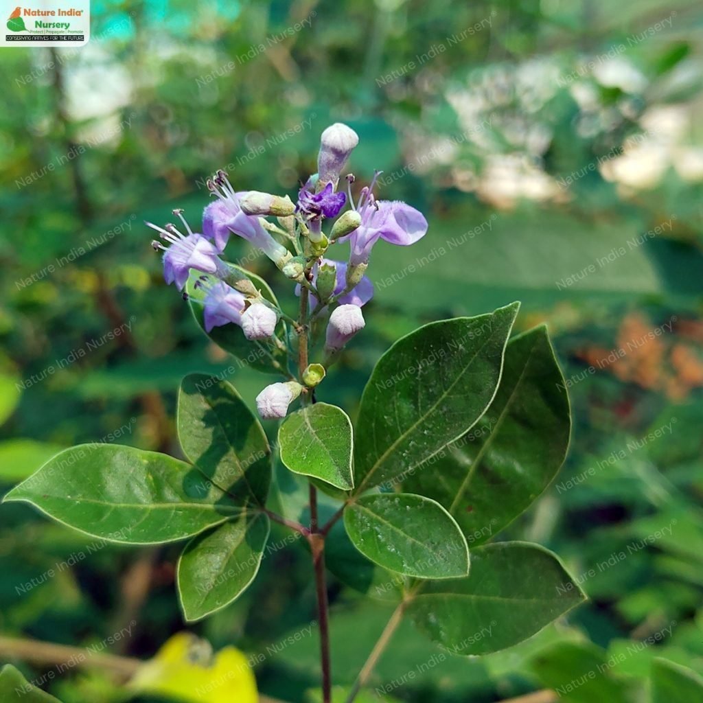 Buy Vitex trifolia Plant in Bulk Online - Nature India Nursery