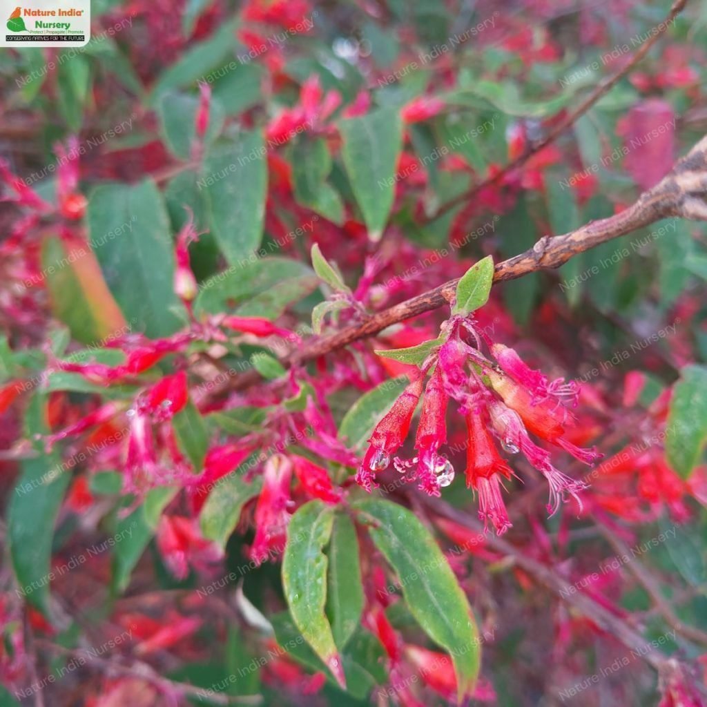 Buy Woodfordia fruticosa Plant in Bulk Online - Nature India Nursery