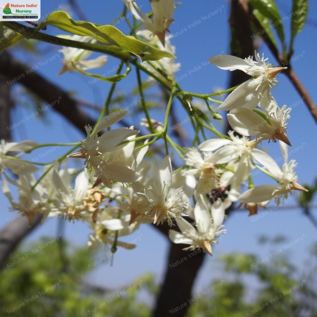 Buy Wrightia tinctoria Plant in Bulk Online - Nature India Nursery