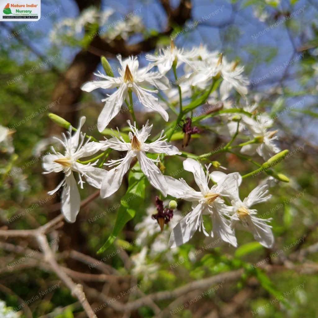 Buy Wrightia tinctoria Plant in Bulk Online - Nature India Nursery