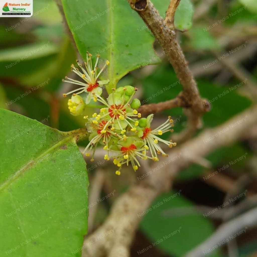 Buy Xylosma longifolia Plant in Bulk Online - Nature India Nursery
