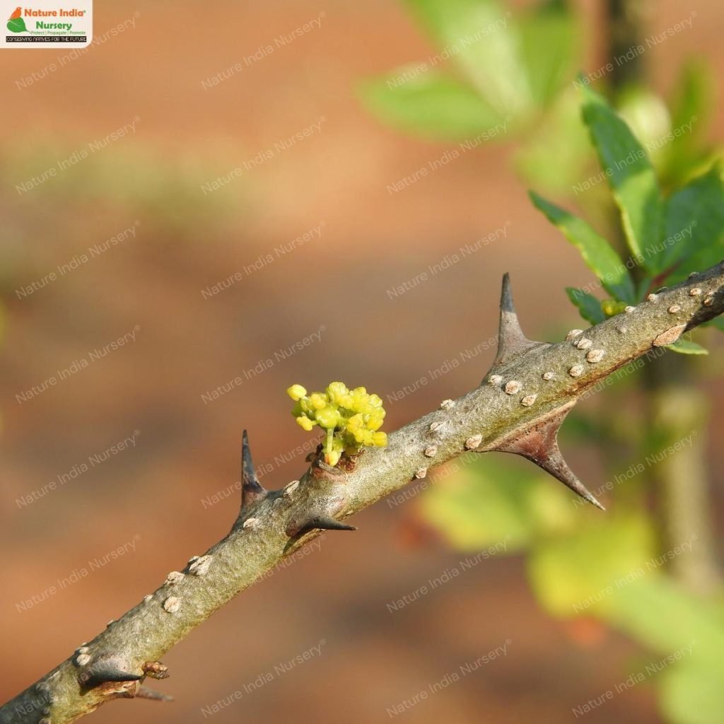 Buy Zanthoxylum armatum Plant in Bulk Online - Nature India Nursery