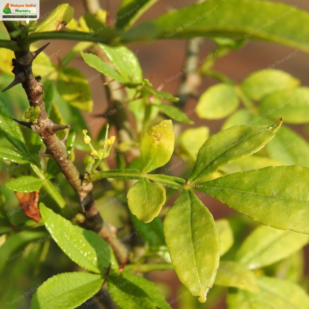 Buy Zanthoxylum armatum Plant in Bulk Online - Nature India Nursery