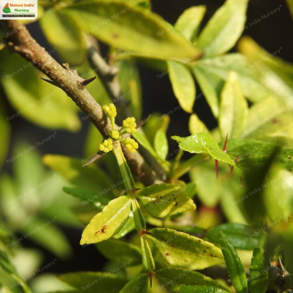 Buy Zanthoxylum armatum Plant in Bulk Online - Nature India Nursery