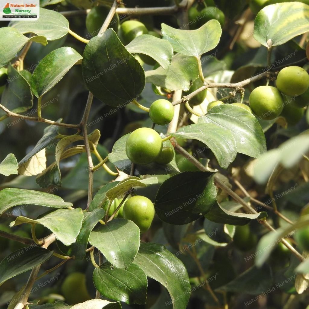 Buy Ziziphus mauritiana Plant in Bulk Online - Nature India Nursery
