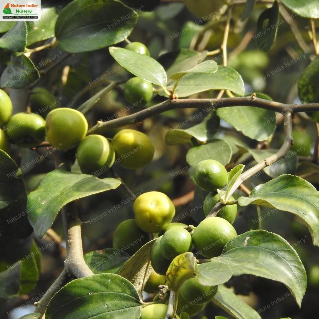 Buy Ziziphus mauritiana Plant in Bulk Online - Nature India Nursery