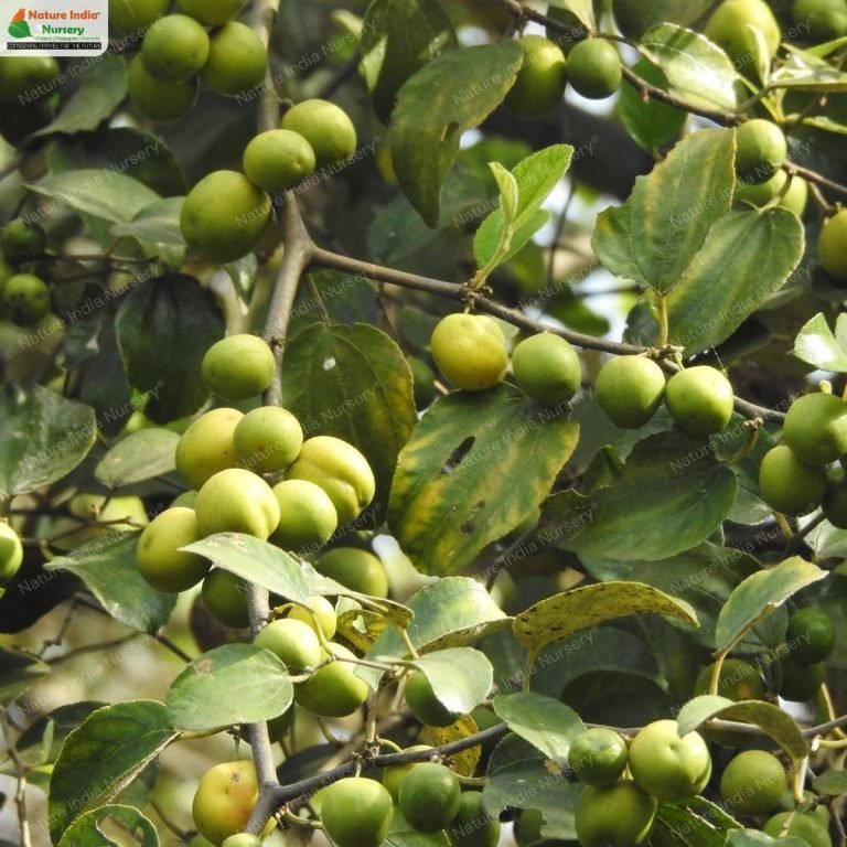 Buy Ziziphus mauritiana Plant in Bulk Online - Nature India Nursery