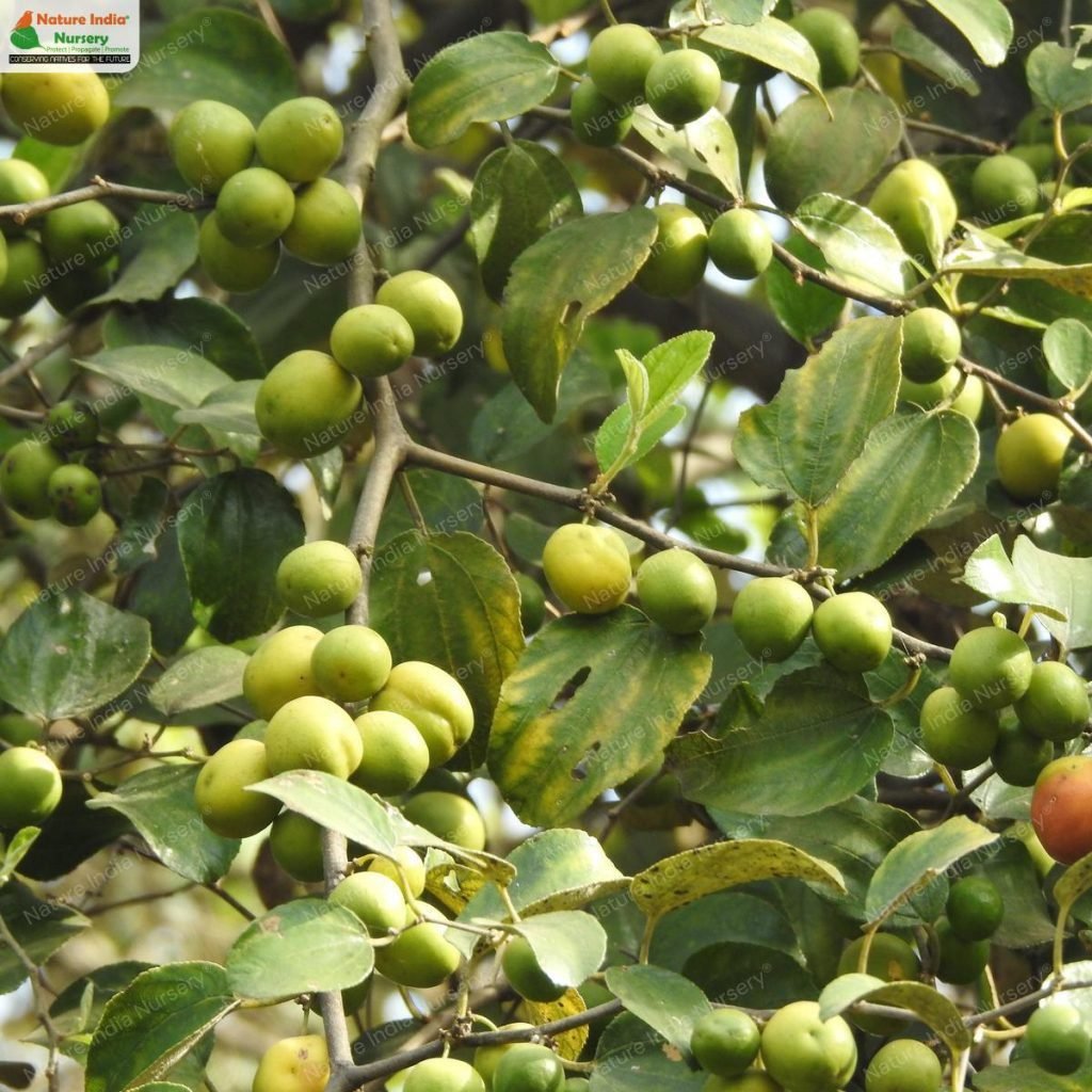 Buy Ziziphus mauritiana Plant in Bulk Online - Nature India Nursery