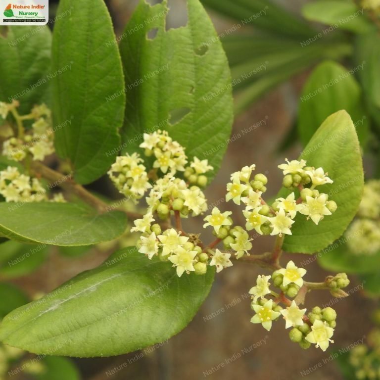 Buy Ziziphus rugosa Plant in Bulk Online - Nature India Nursery