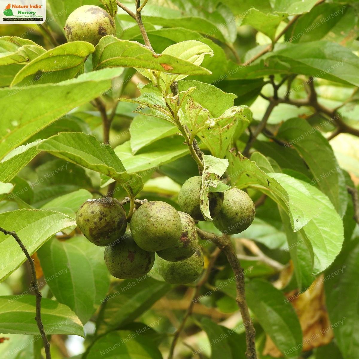 Buy Ziziphus Xylopyrus Plant In Bulk Online Nature India Nursery Buy Ziziphus Xylopyrus Plant In Bulk Online Nature India Nursery