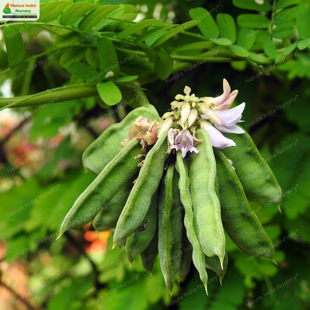 Buy Abrus precatorius Plant in Bulk Online - Nature India Nursery