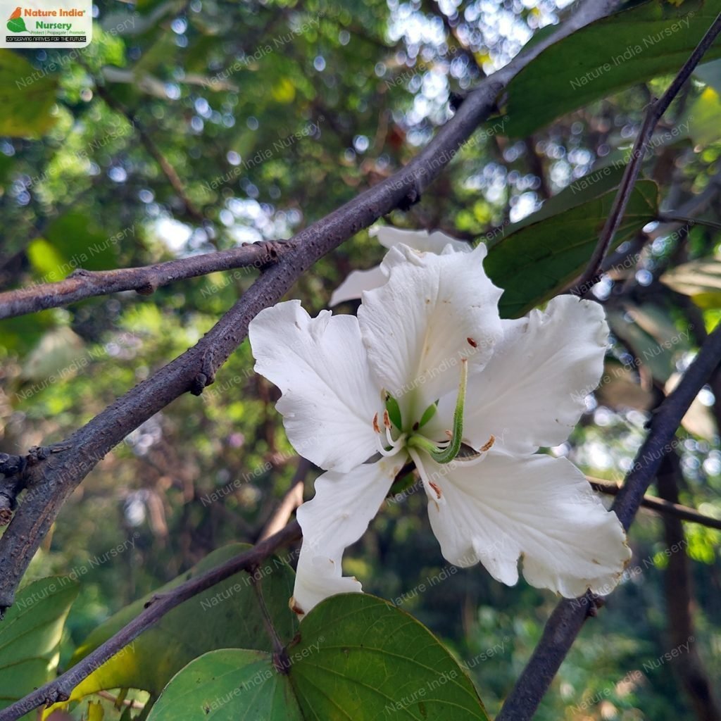 Buy Bauhinia variegata var candida Plant in Bulk Online - Nature India ...
