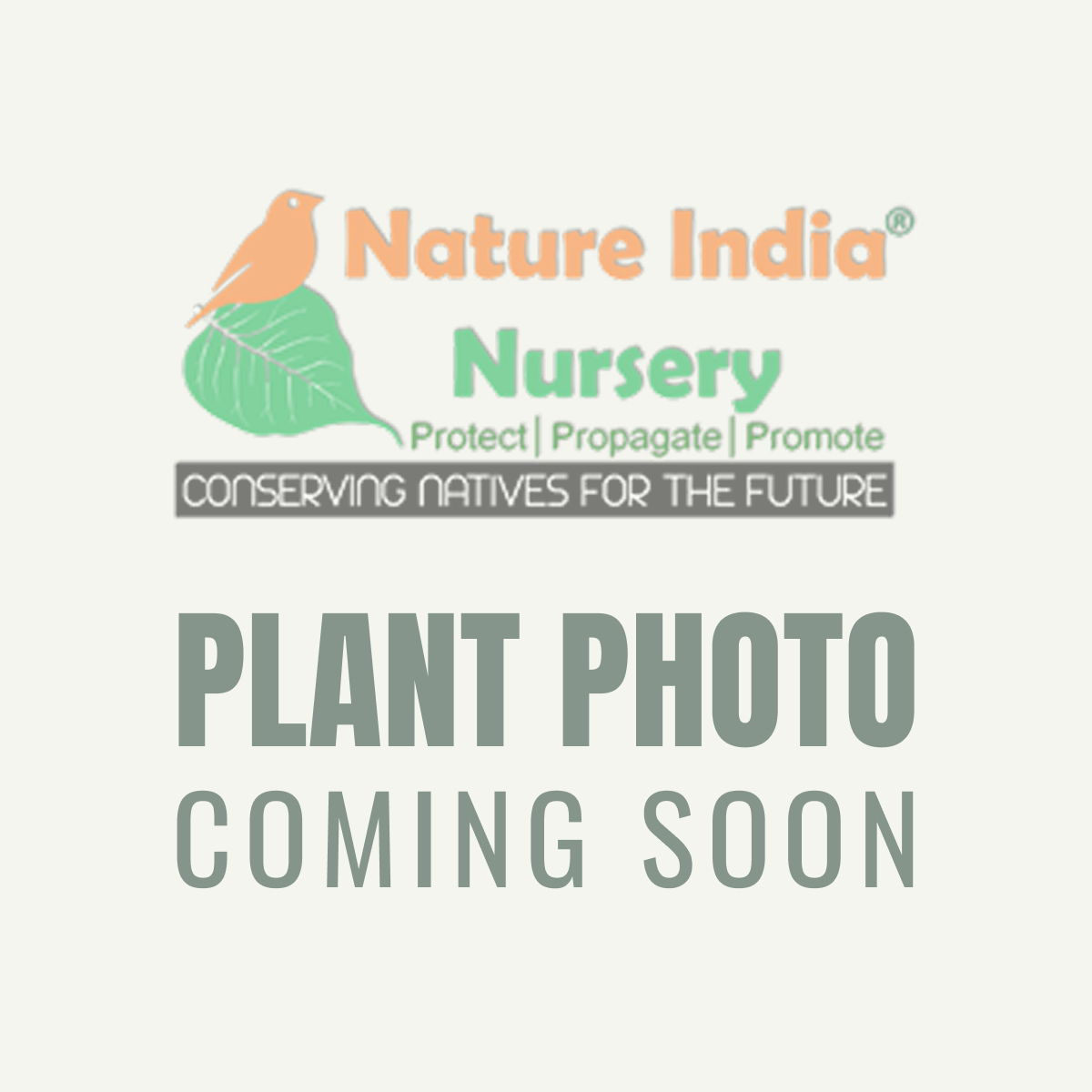 Buy Ficus semicordata Plant in Bulk Online - Nature India Nursery
